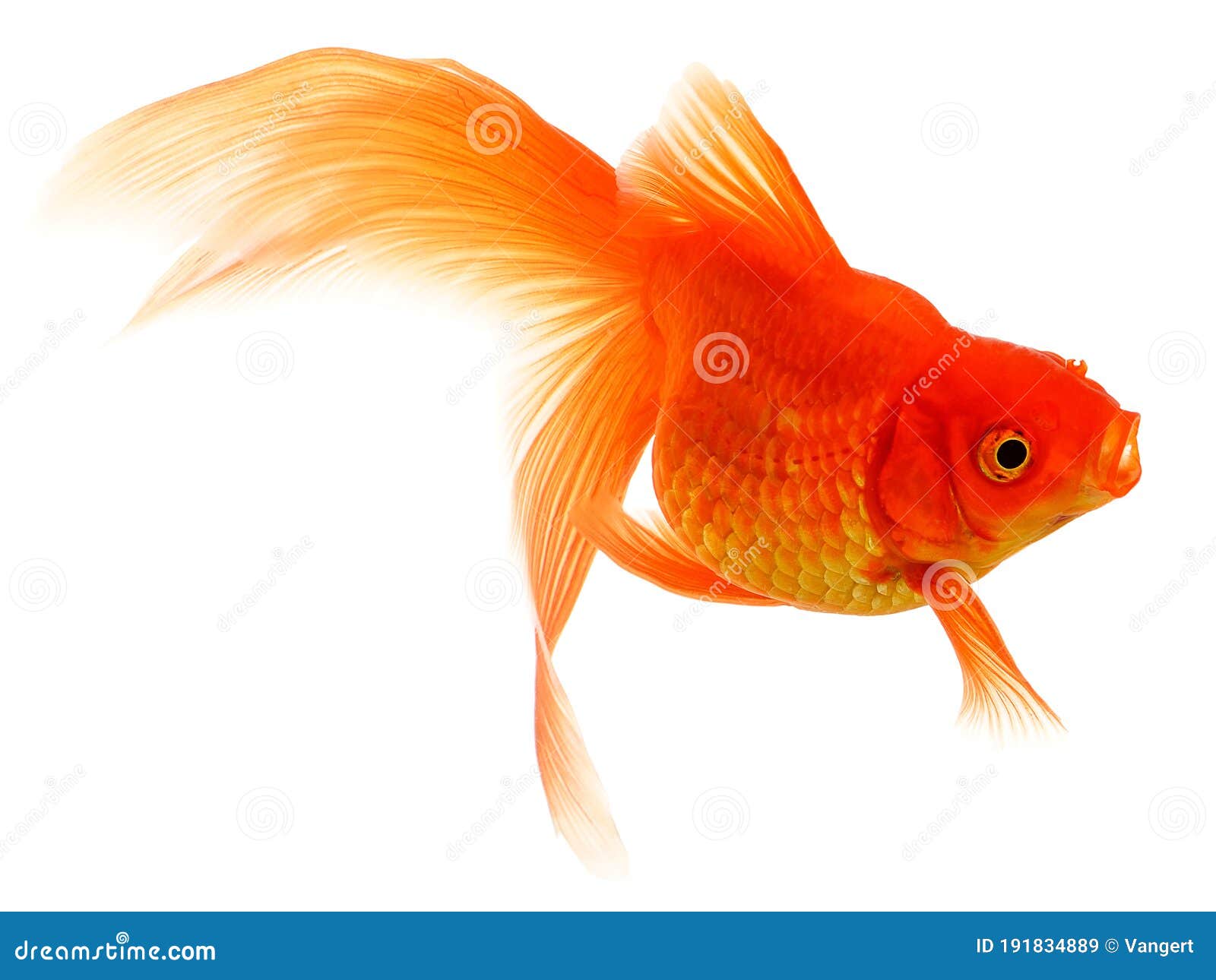 Goldfish on White stock image. Image of goldfish, nature - 191834889