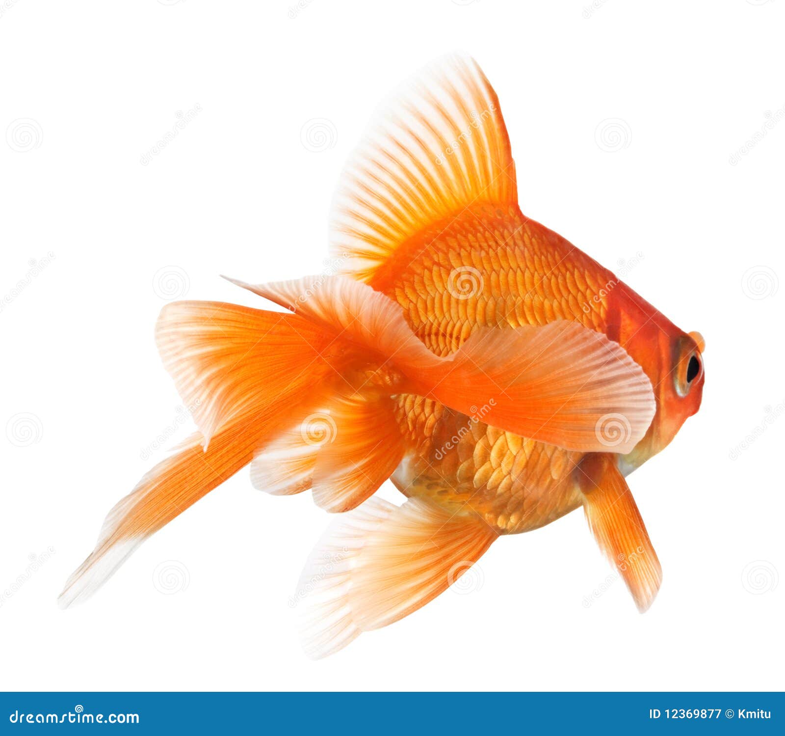 Goldfish White Background