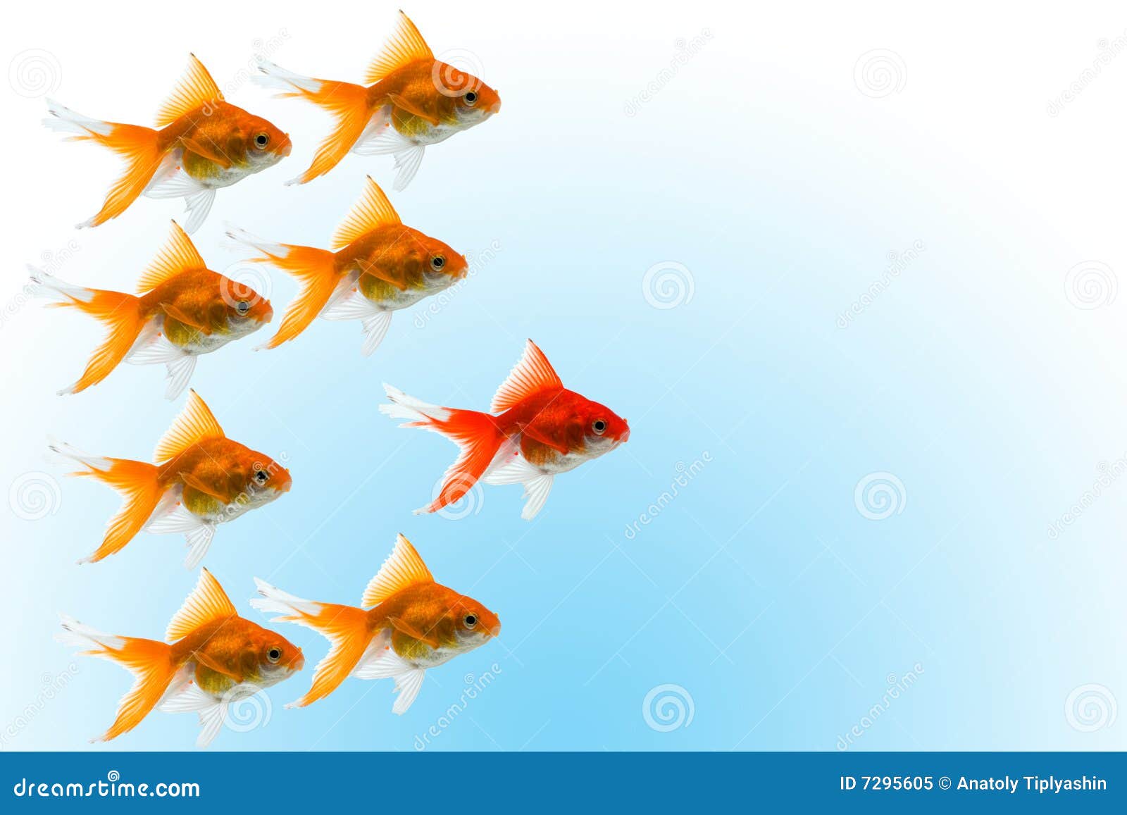 Goldfishes with leader stock image. Image of conceptual - 7295605