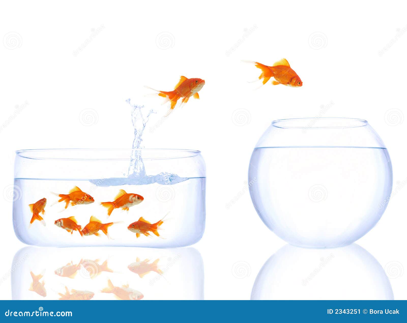Goldfishes in the queue stock image. Image of friendship - 2343251
