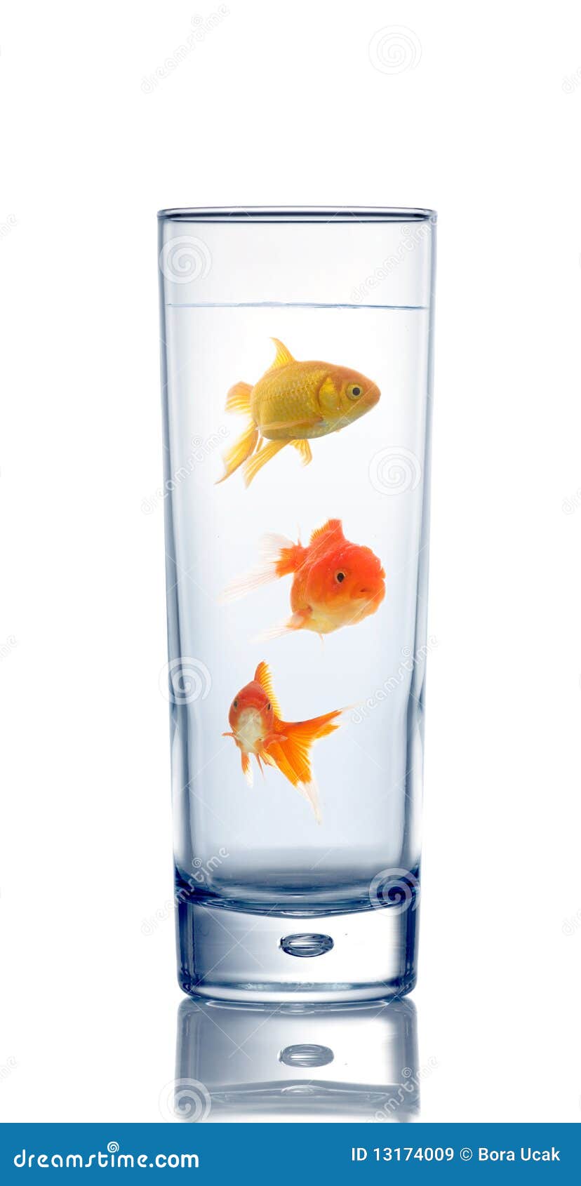 Goldfishes in a Water Glass Stock Image - Image of ideas, refreshment ...