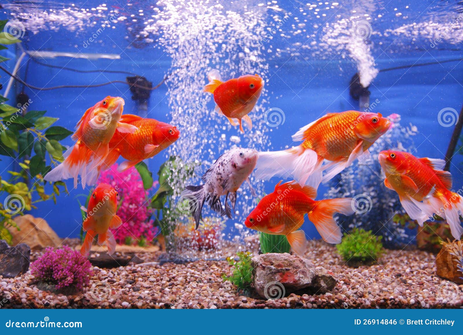 Goldfishfischbecken stockfoto. Bild von haustiere, haupt - 26914846