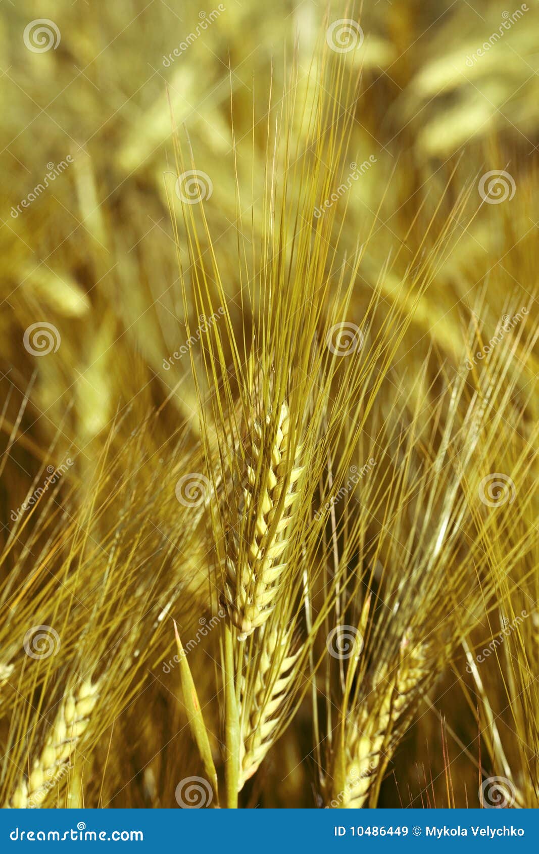 Goldhafer stockbild. Bild von landwirtschaft, landwirtschaftlich - 10486449