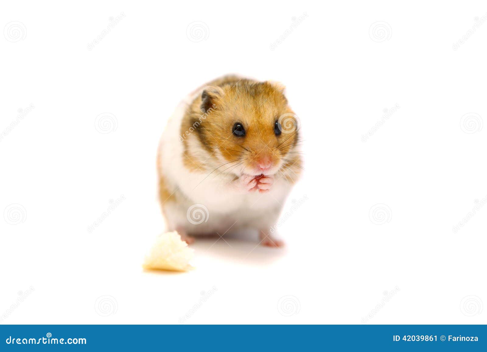 Goldhamster Lokalisiert Auf Weiß Stockbild - Bild von essen, flaumig ...