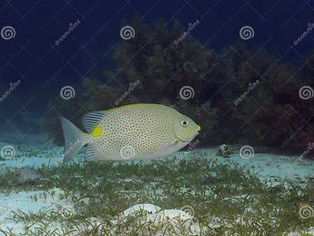 Goldlined spinefoot stock photo. Image of bright, philippine - 158370820