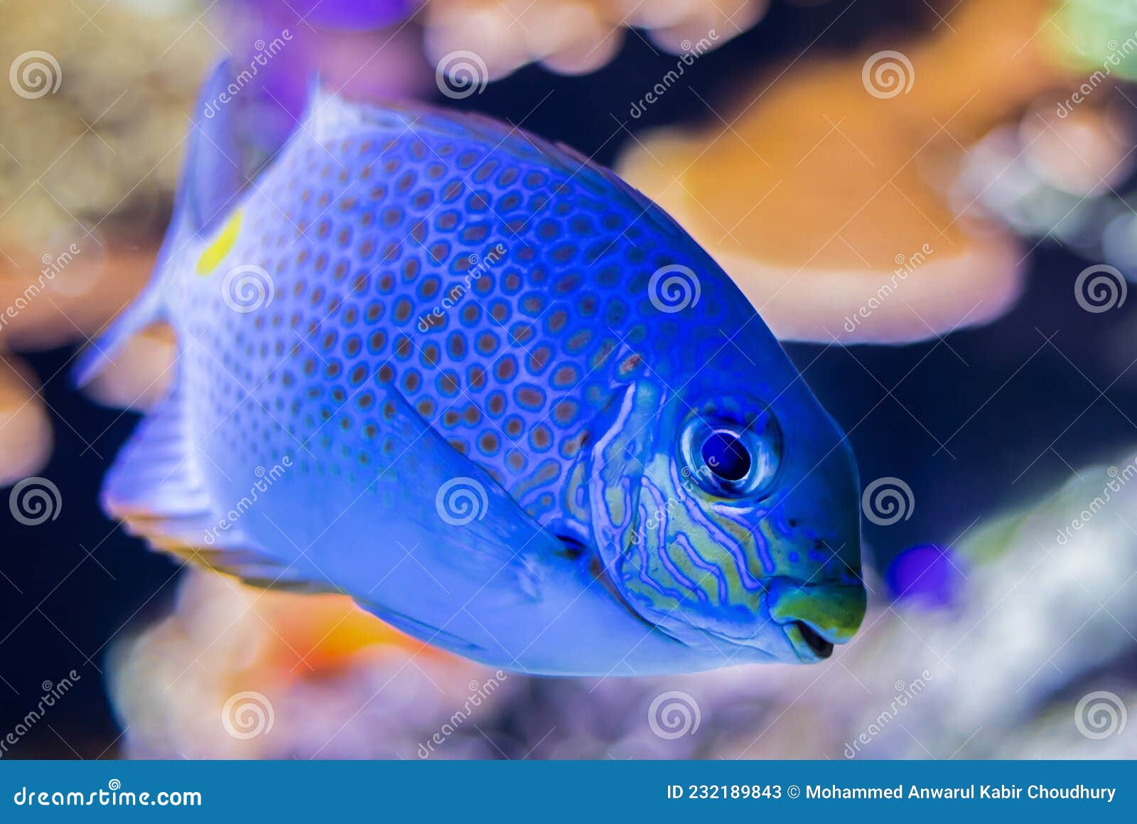Goldlined spinefoot stock image. Image of barrier, macro - 232189843