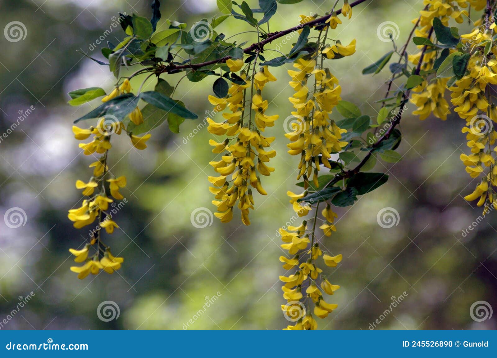 Laburnum, Wonderful Blooming Tree with Yellow Flowers Stock Photo ...