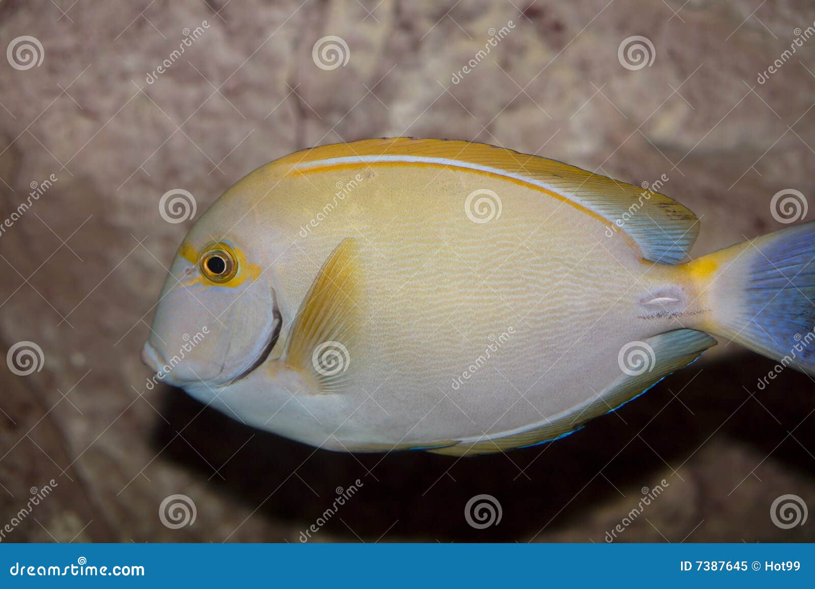 Goldrim tang stock image. Image of creatures, wild, nature - 7387645