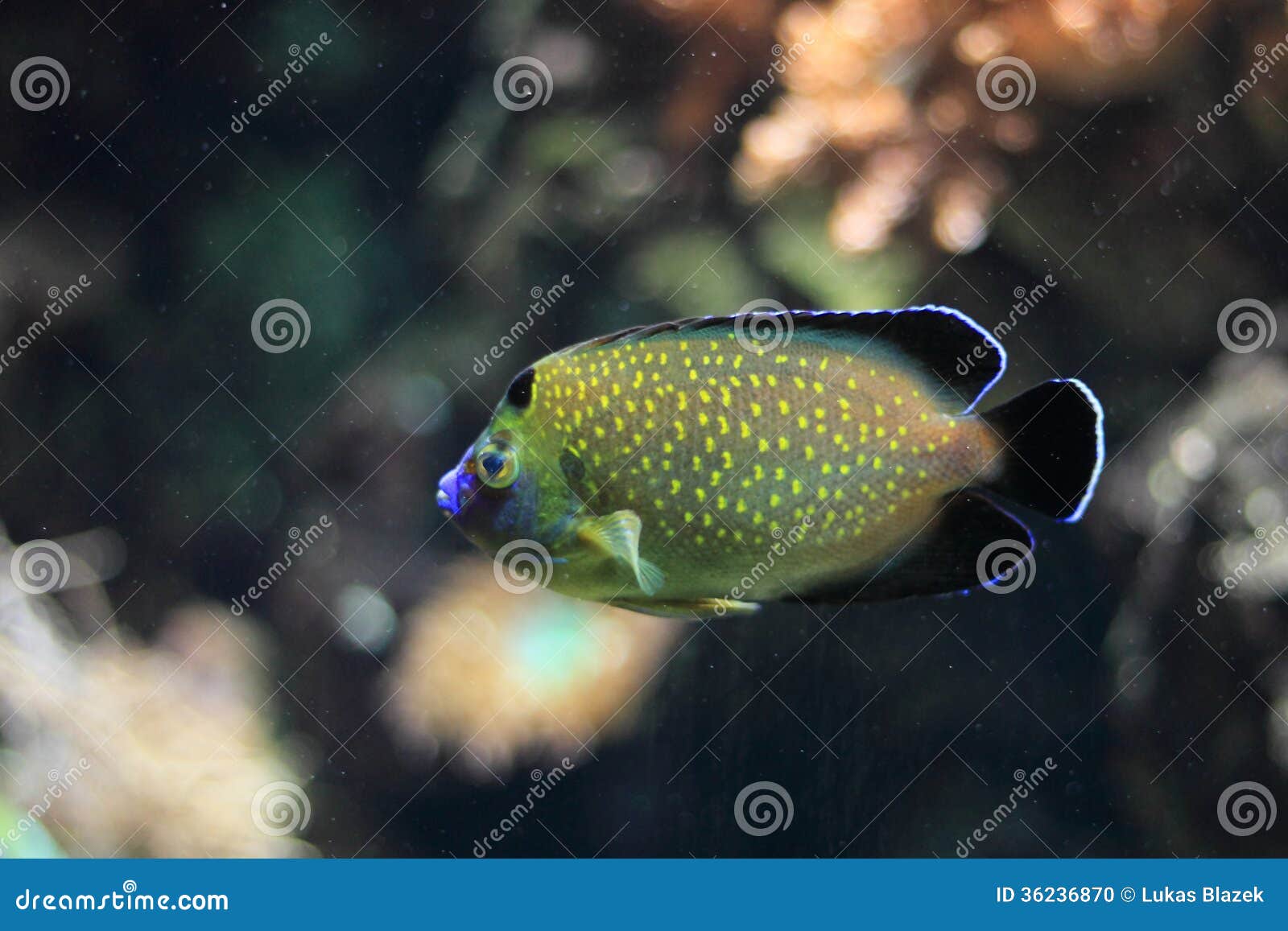 Goldspotted angelfish stock photo. Image of angelfish - 36236870