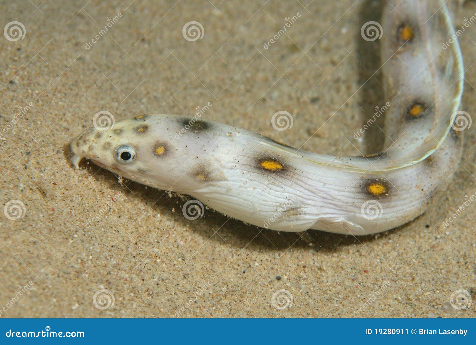 Goldspotted eel - Bonaire stock image. Image of tropical - 19280911