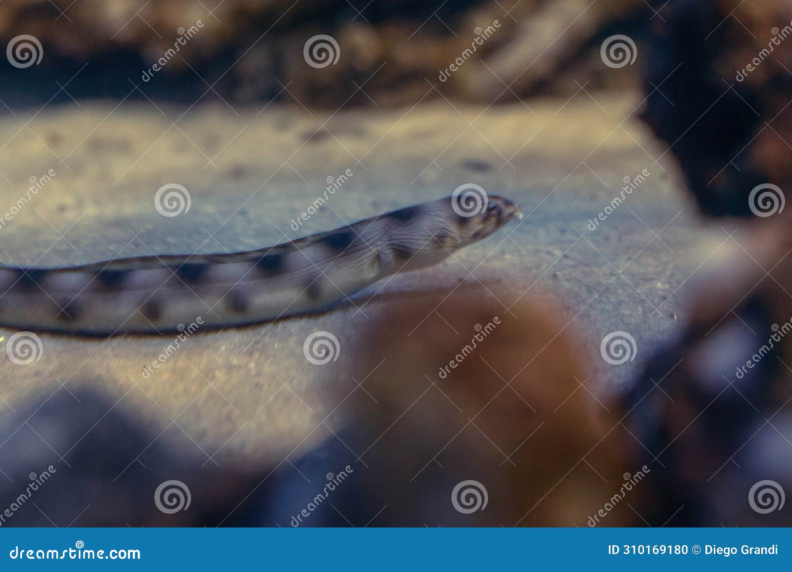 Goldspotted Eel stock photo. Image of ocellatus, biology - 310169180