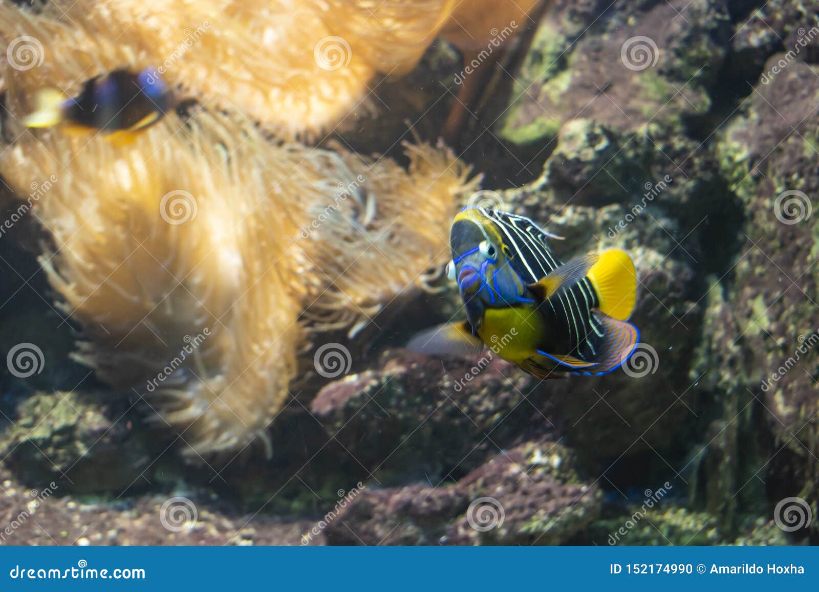 Goldtail Angelfish Pomacanthus Chrysurus Stock Photo - Image of animal ...