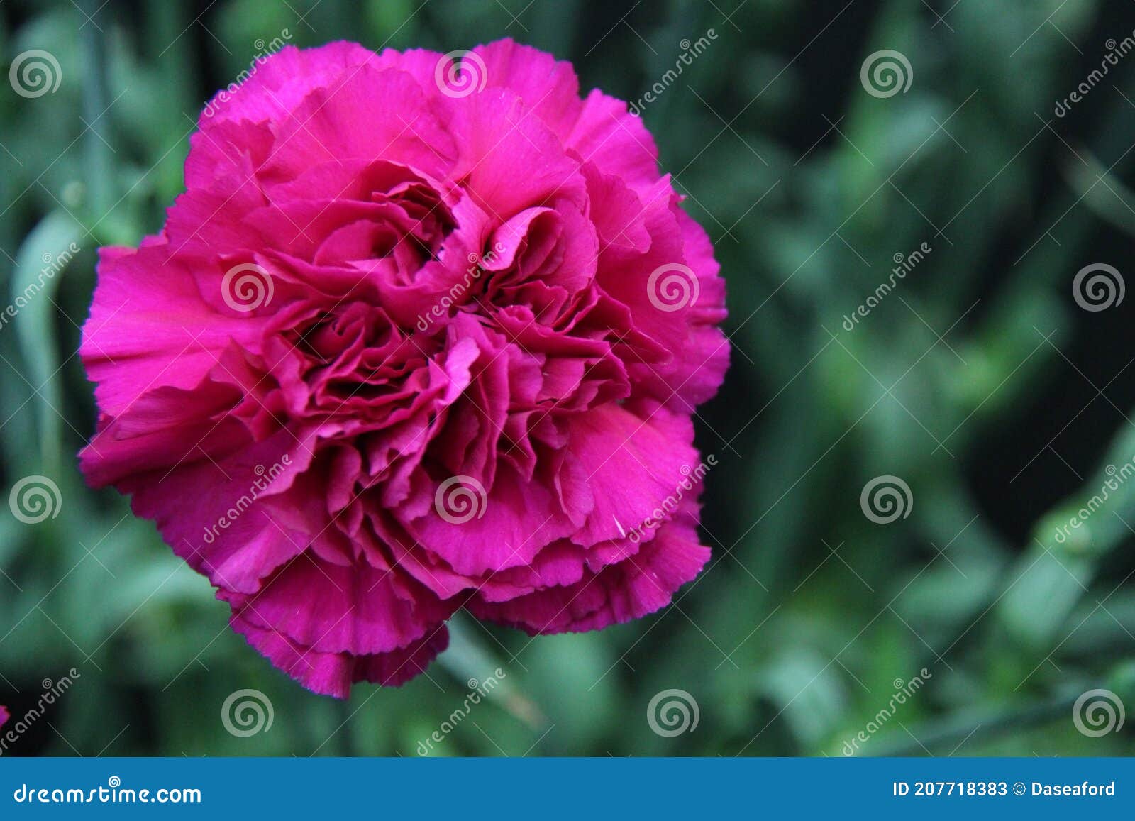 Golem Carnation Plant. stock image. Image of petals - 207718383