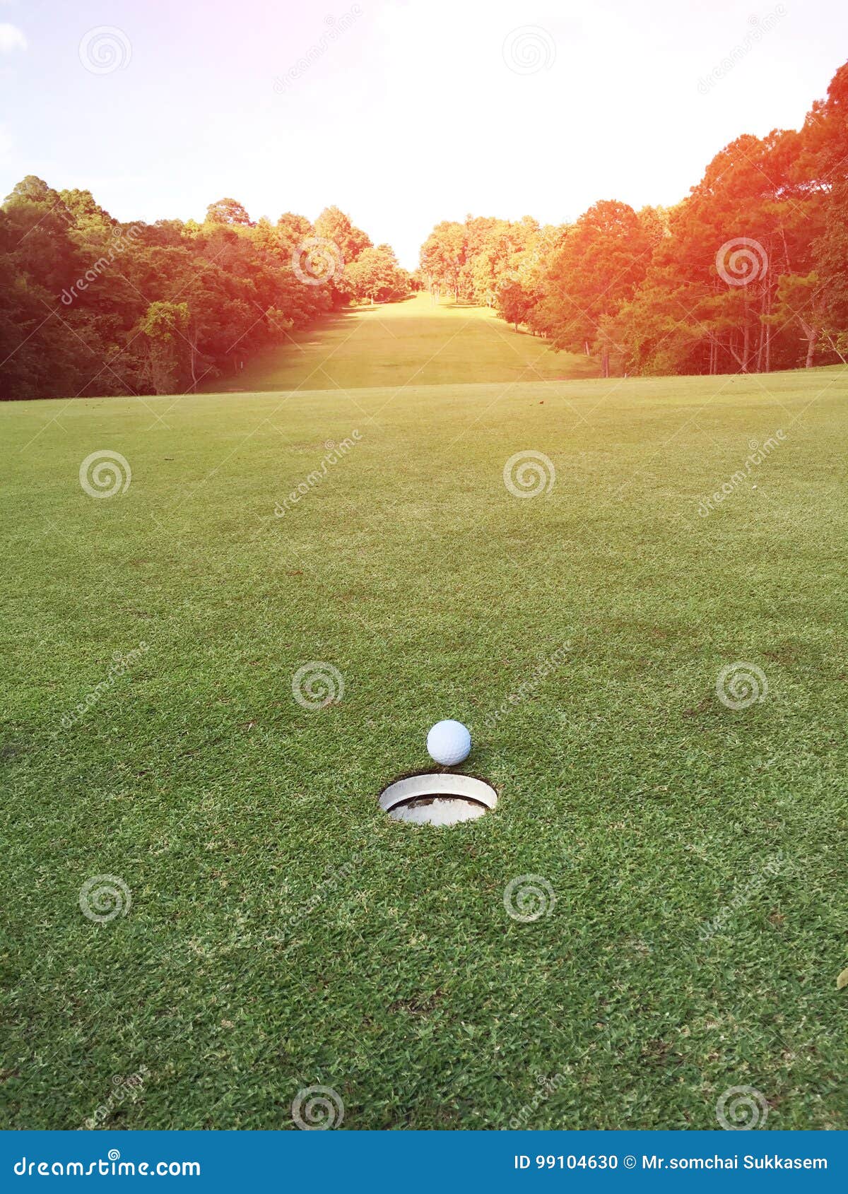 Golf ball in golf course stock photo. Image of golfing - 99104630