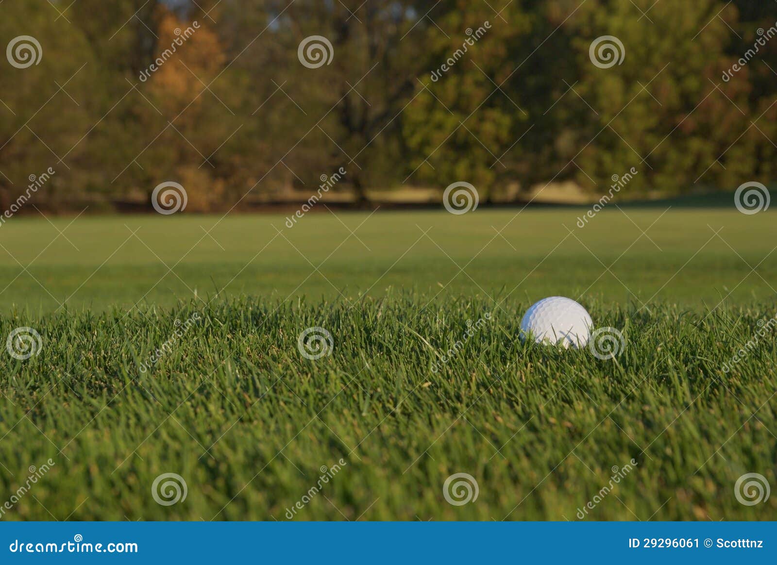 Golf ball in the rough stock image. Image of ball, rough - 29296061