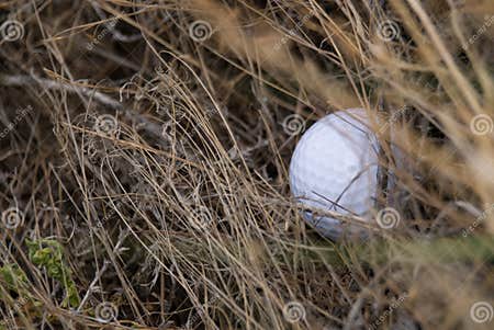 Golf ball in the rough stock photo. Image of recreation - 858636