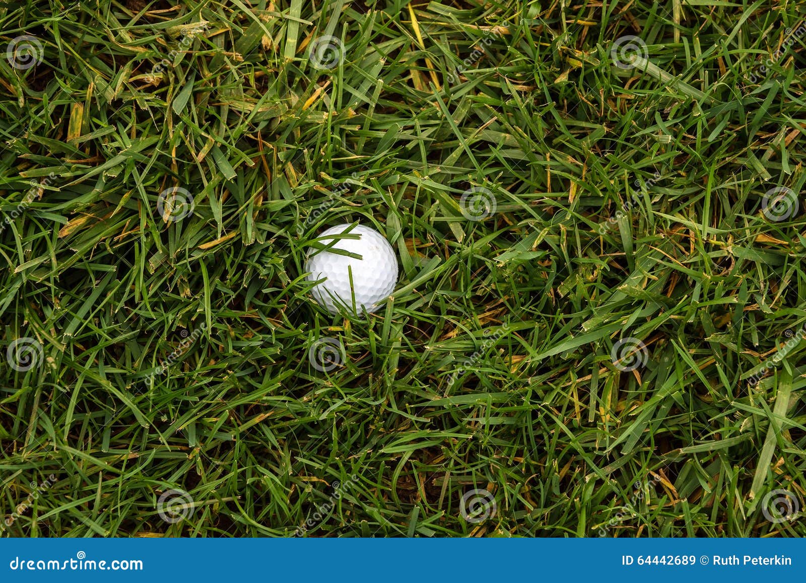Golf Ball in the Rough stock image. Image of golf, game - 64442689