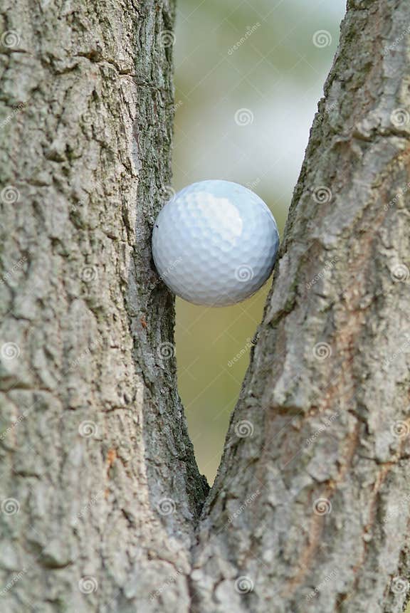 Golf ball in a tree stock image. Image of branch, ball - 1997631