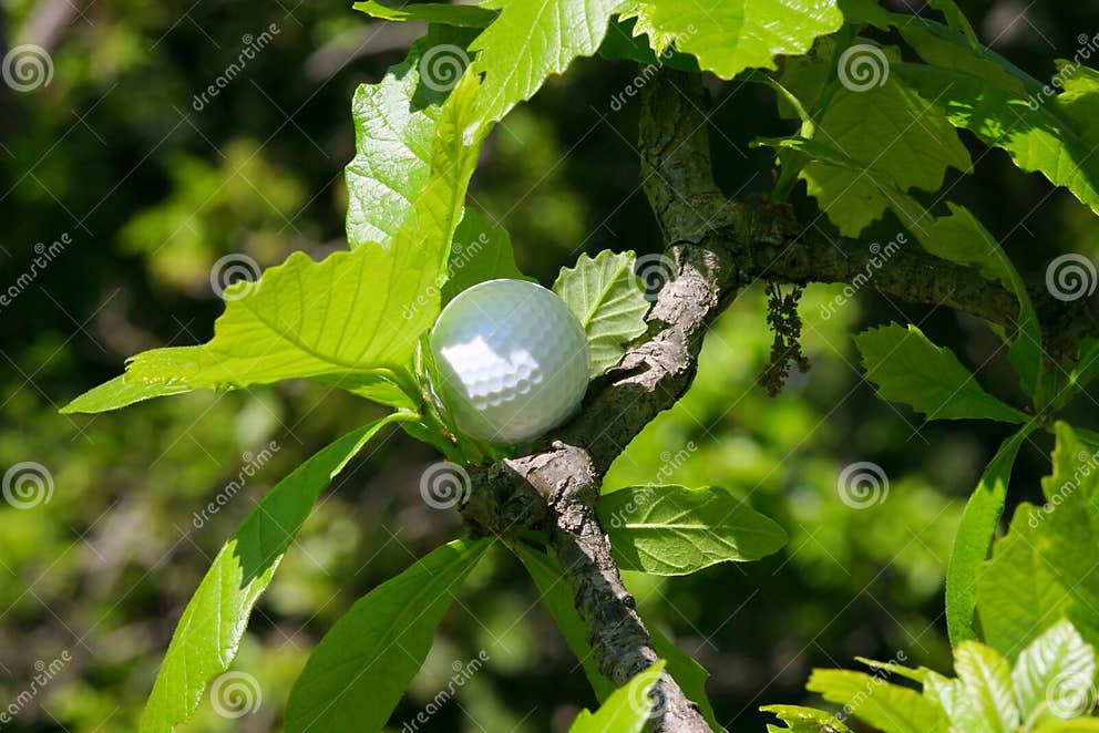 Golf ball tree stock photo. Image of club, hobby, time - 6856804