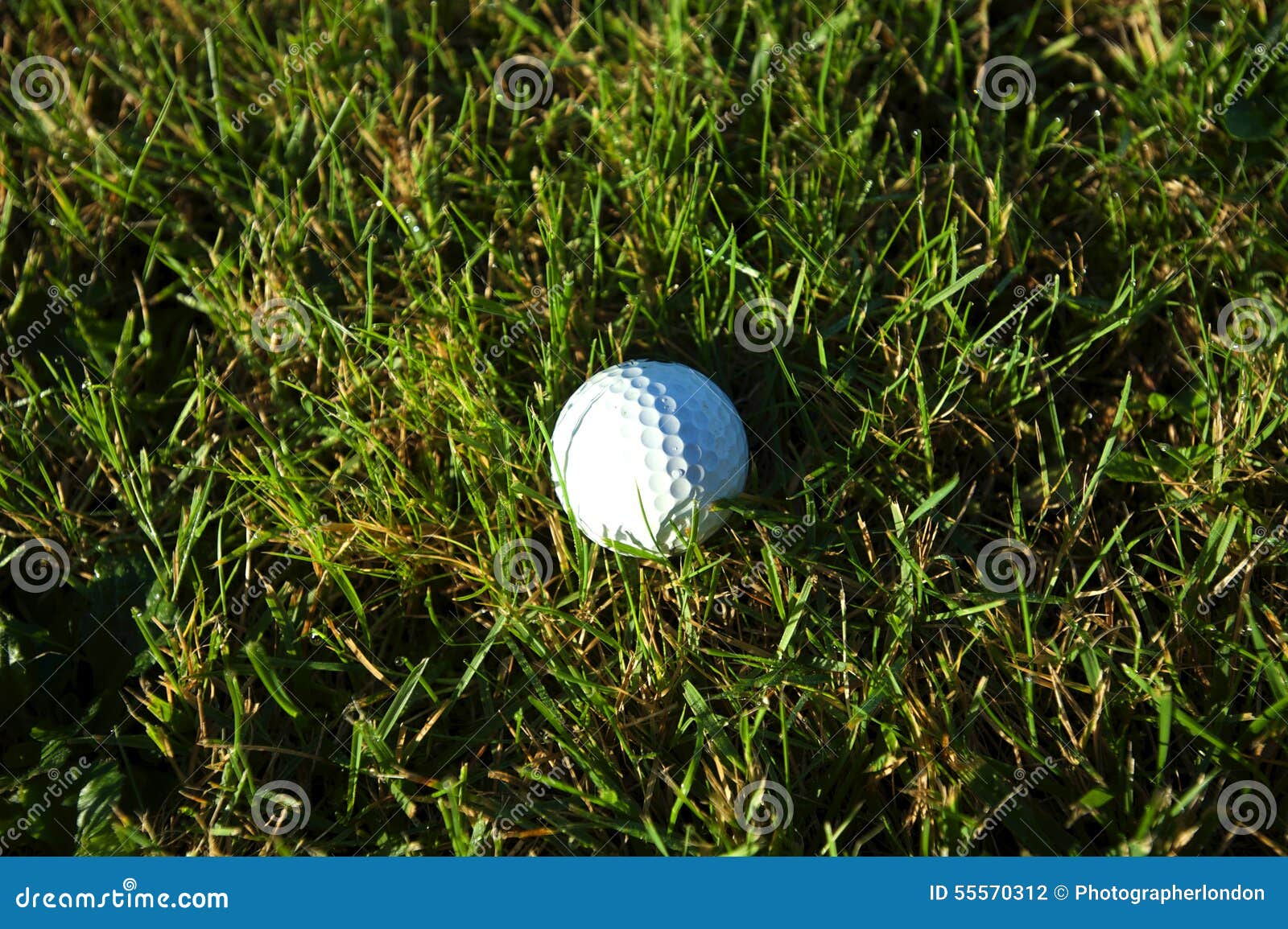Golf Ball on Wet Lush Fairway Stock Photo - Image of detail, golfball ...