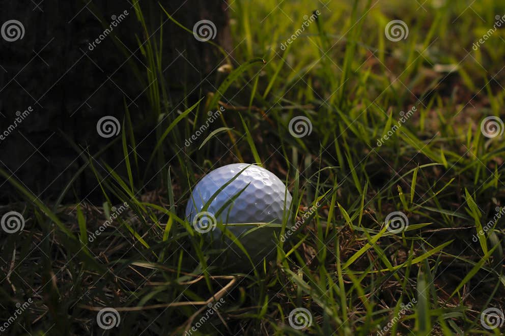 The Golf Ball Fell at the Base of a Tree, Creating an Obstacle for ...