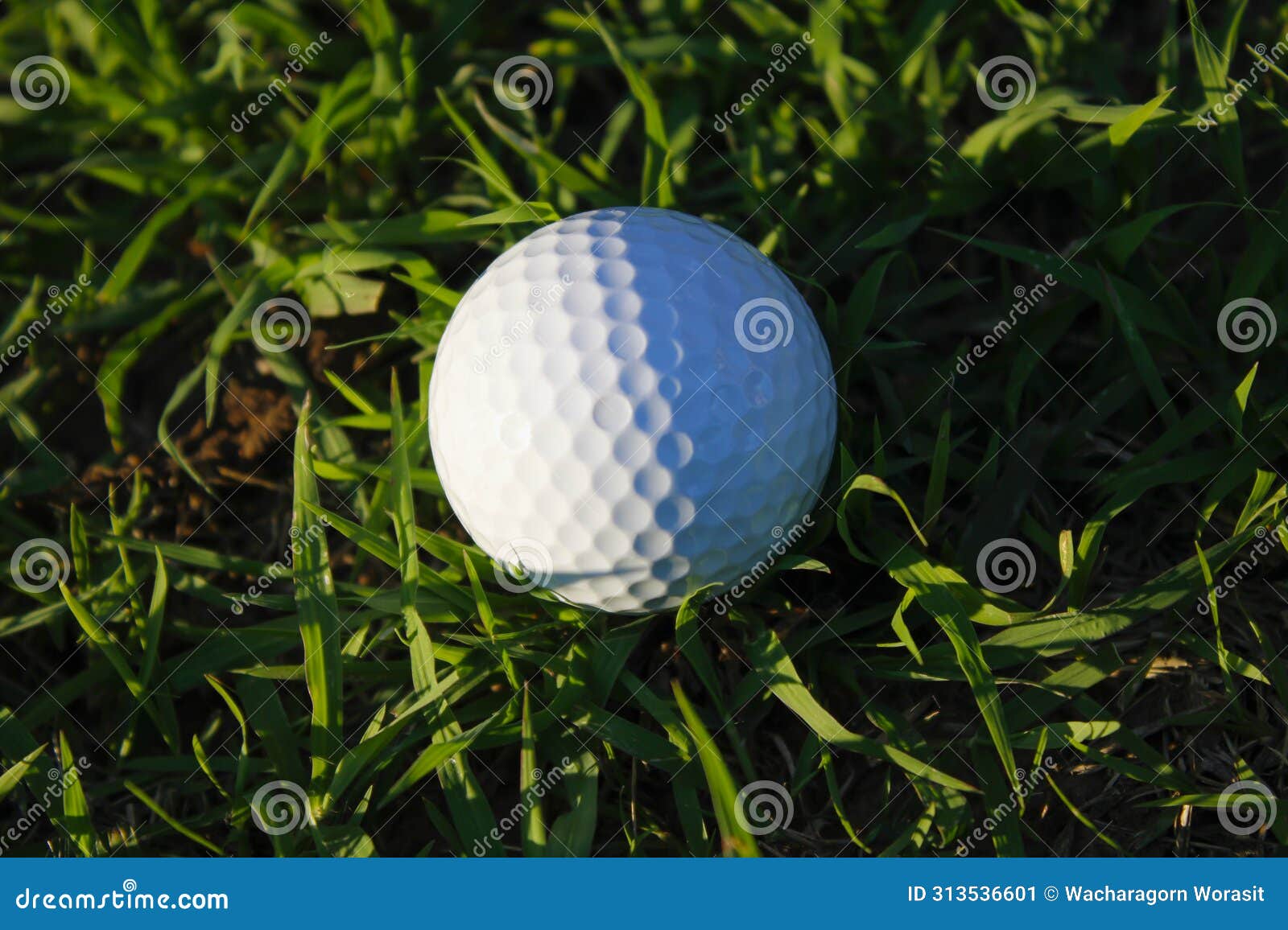 Obstacles in Playing Golf the Golf Ball Fell in the Long Grass Stock ...