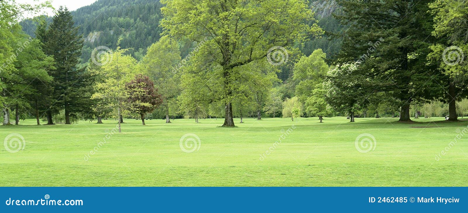 Golf Course stock image. Image of trees, mowed, holes - 2462485