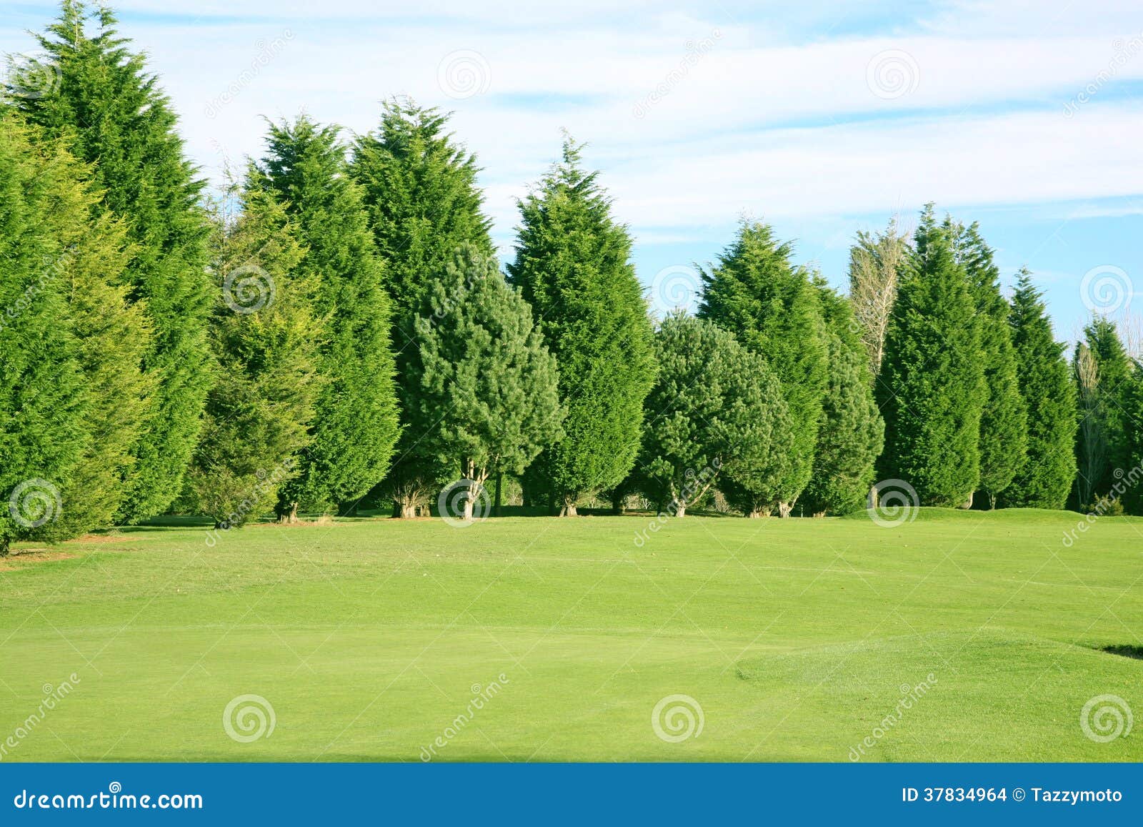Golf course stock photo. Image of generic, golf, conifers - 37834964