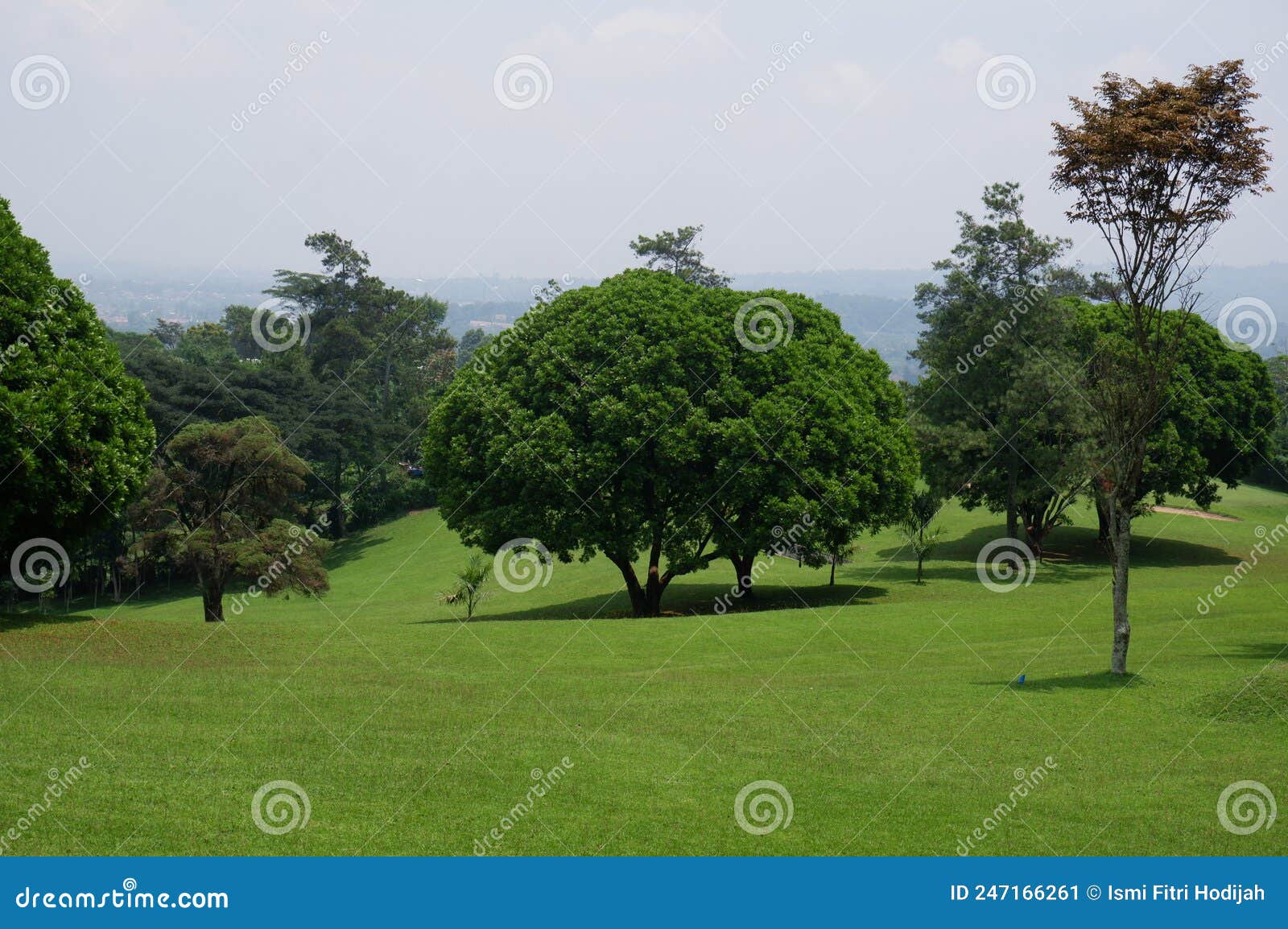 Golf course big trees. stock image. Image of golf, grass - 247166261