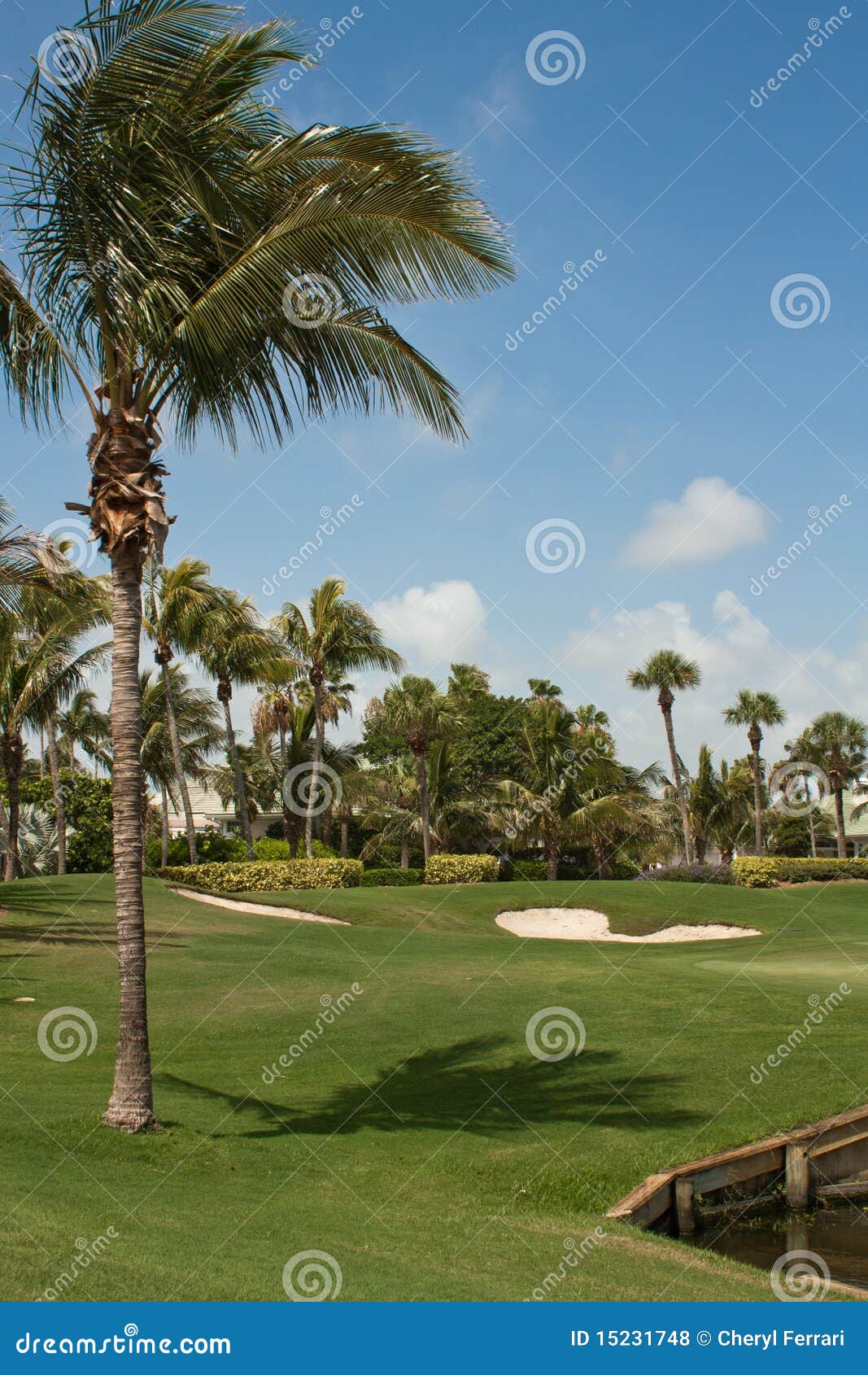 Golf Course Green in Florida 4 Stock Photo - Image of tropical, florida ...