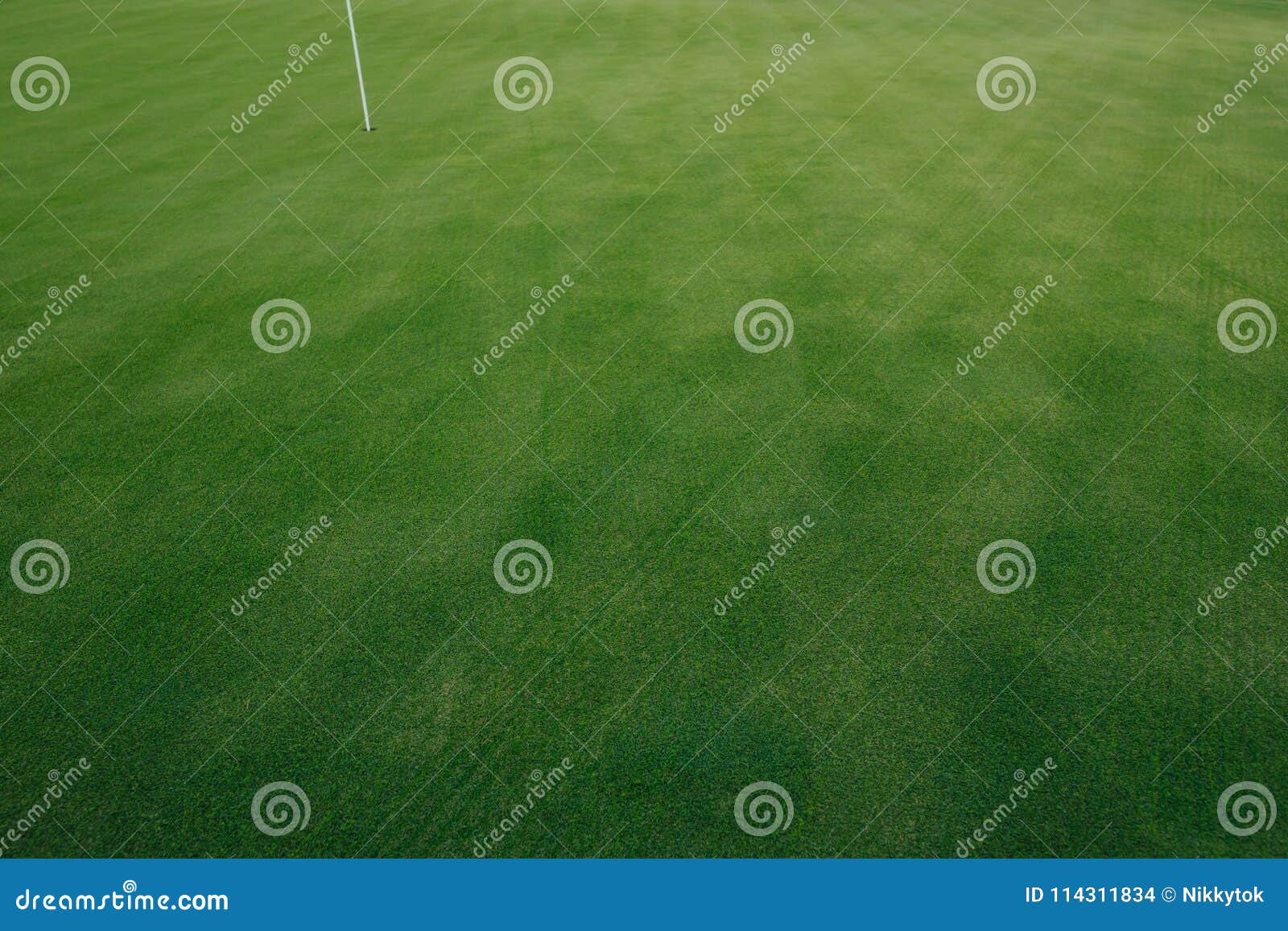 Golf Course Green Grass Texture Stock Photo - Image of environment ...