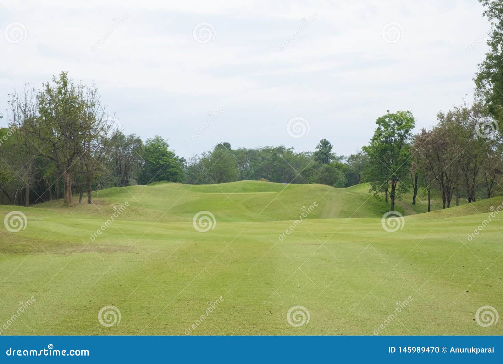 Golf course landscape stock photo. Image of lawn, tree - 145989470