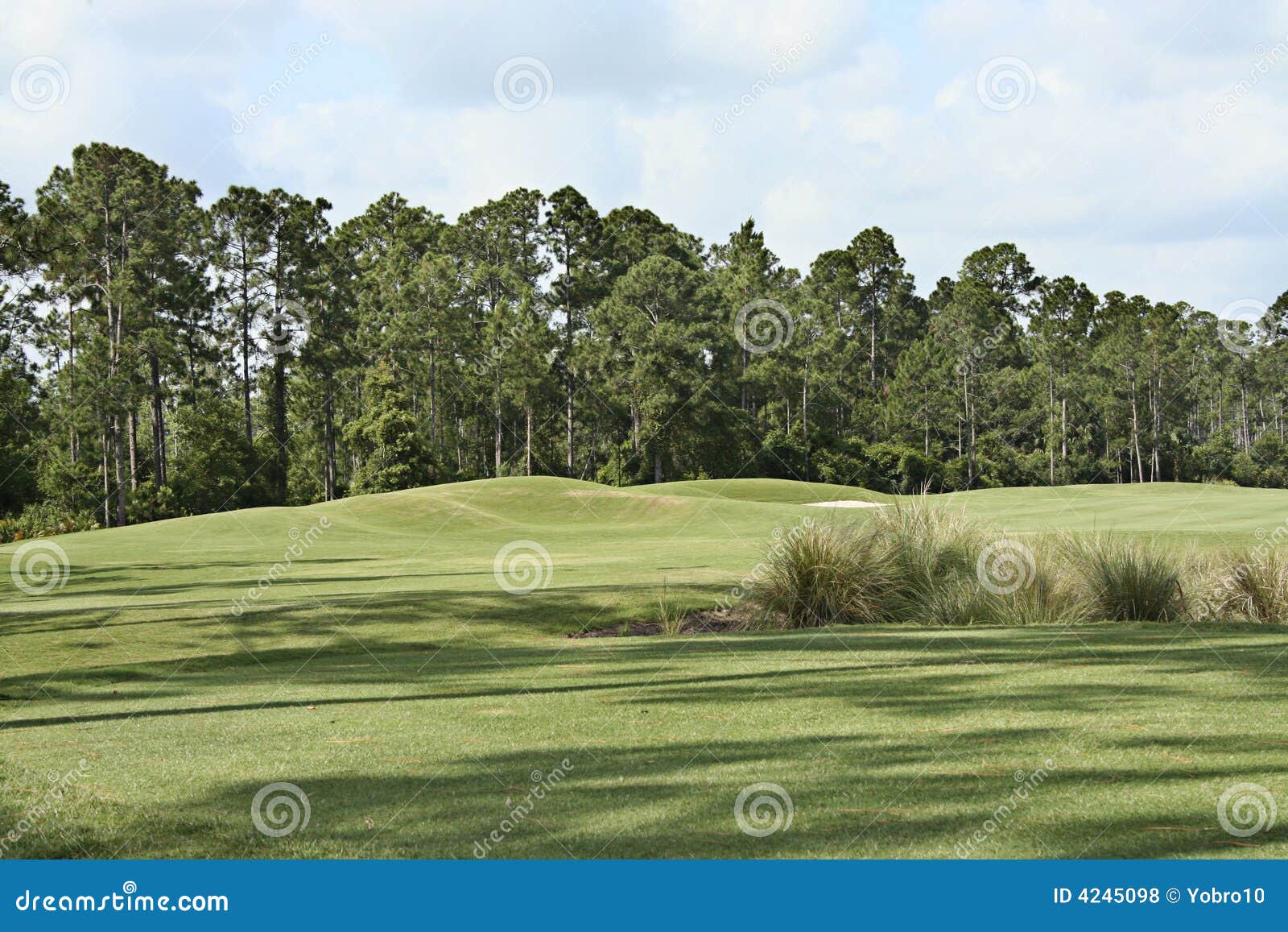 Golf Course Landscape stock photo. Image of lined, sunny - 4245098