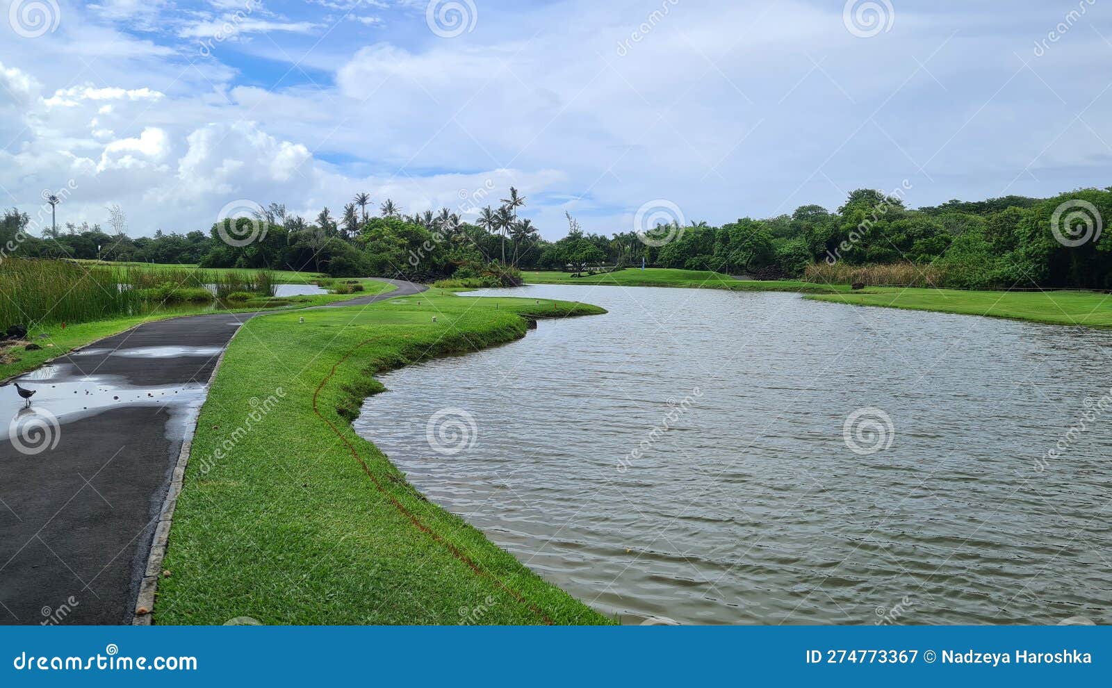 Golf Course Landscape Beautiful Landscape Water Grass Summer in the ...