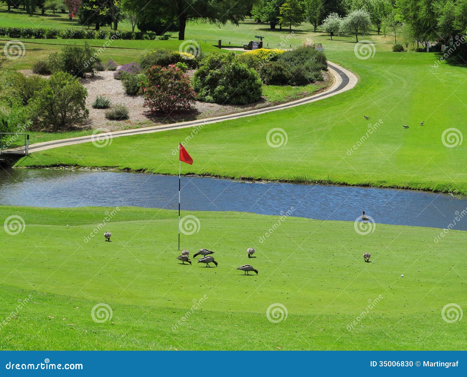 Golf Course Landscape with Ducks Stock Photo - Image of landscaping ...