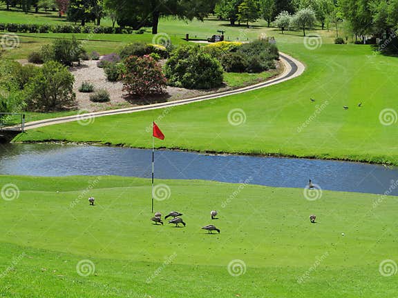 Golf Course Landscape with Ducks Stock Photo - Image of landscaping ...