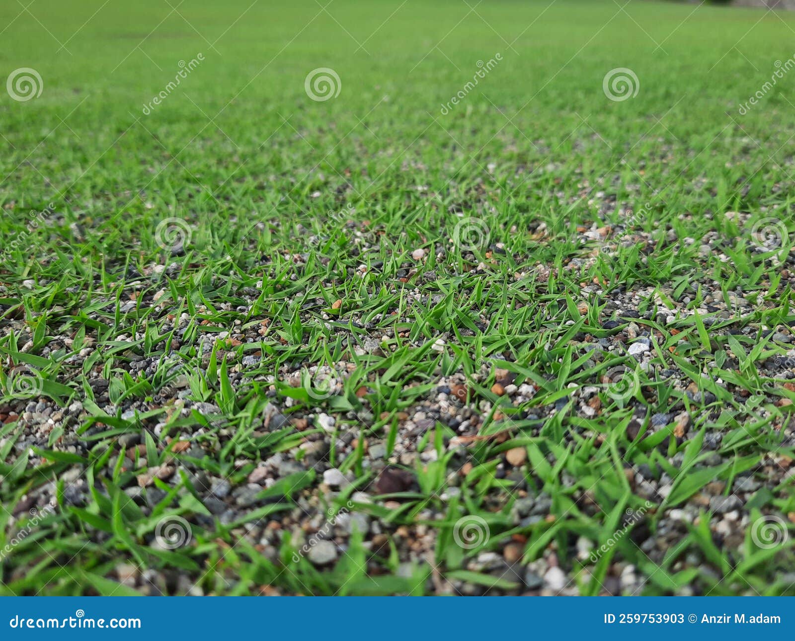 Golf Course Main Grass Stock Image Image Of Grass Type 259753903