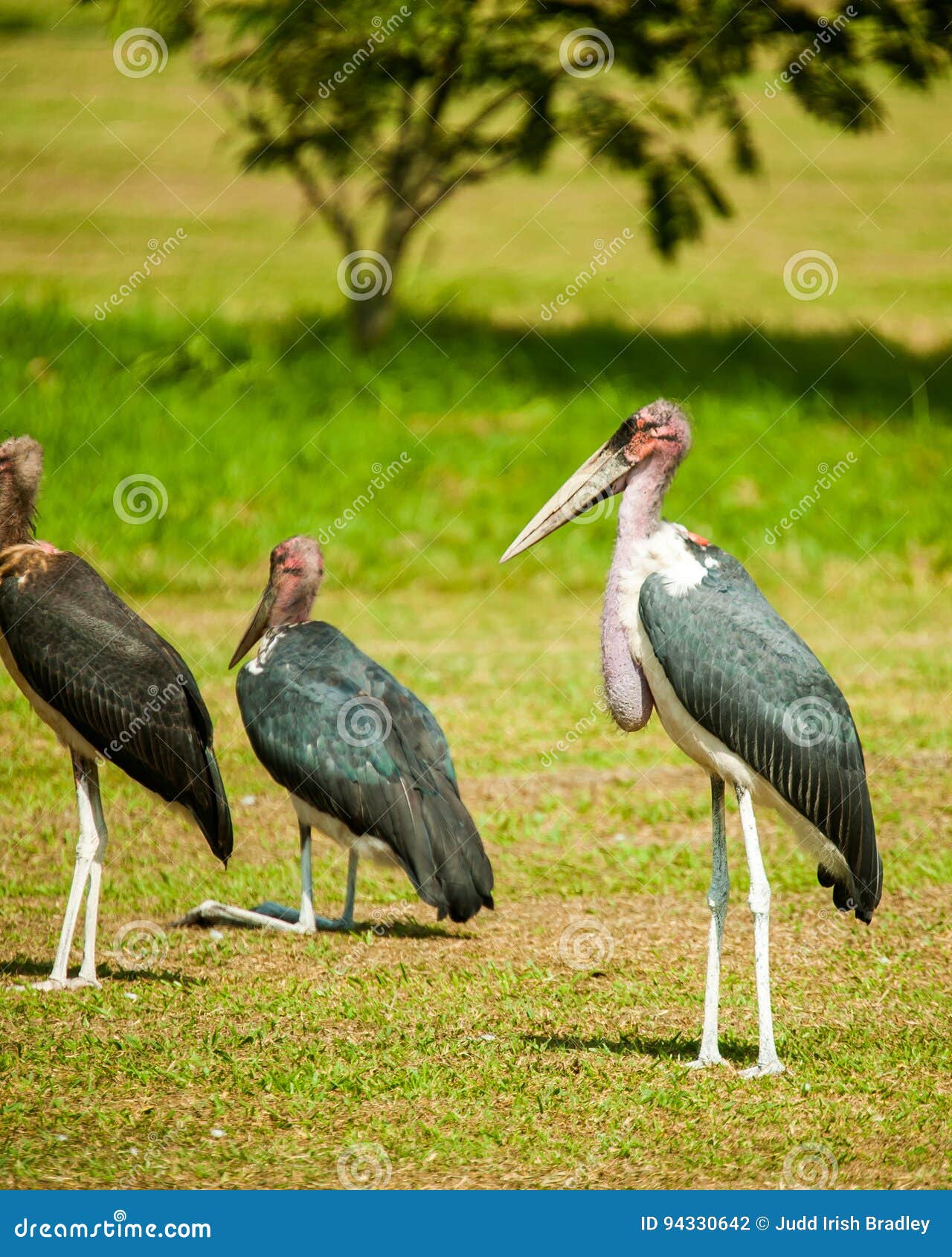 Marabou Stork- Uganda stock photo. Image of golf, landscapes - 94330642