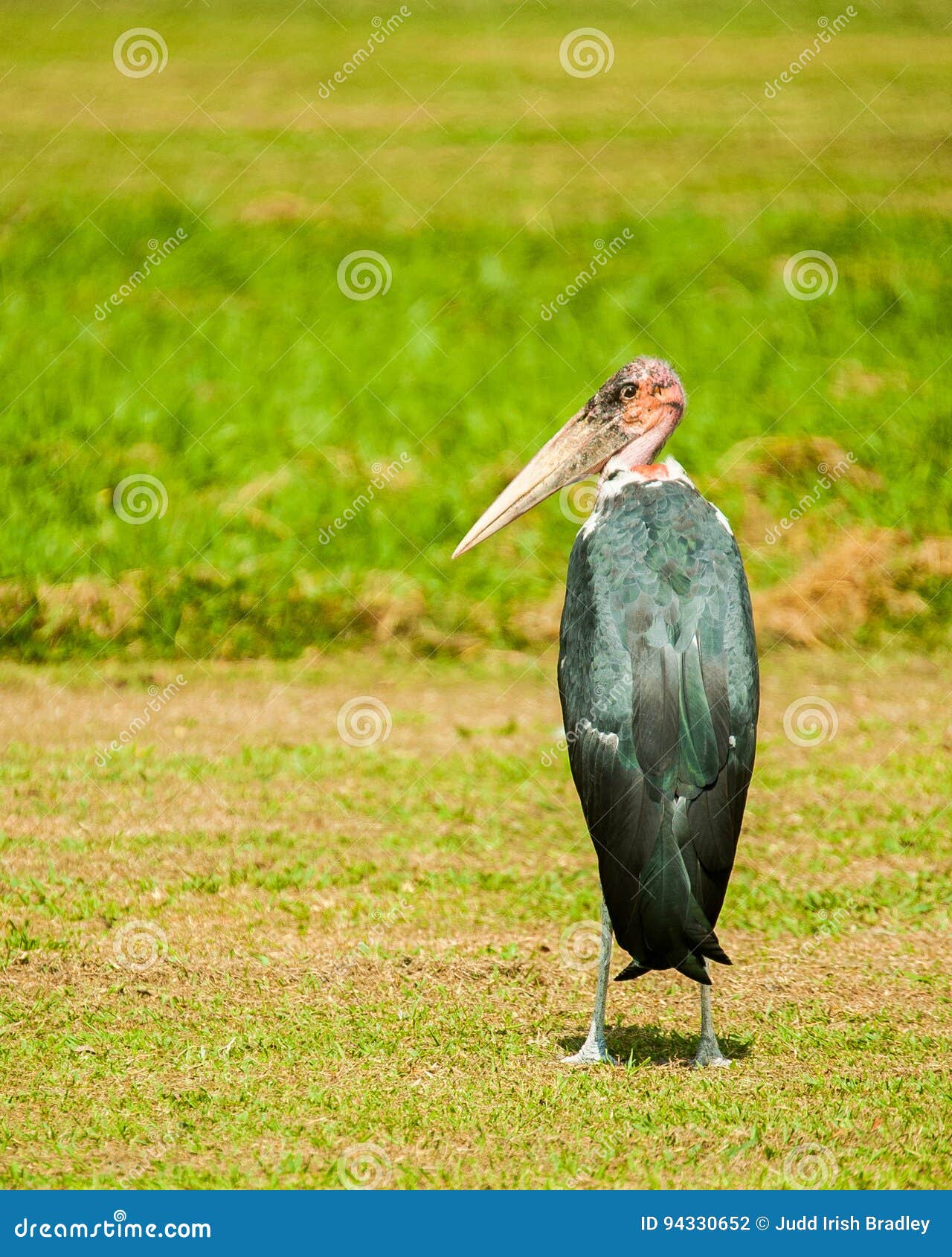 Marabou Stork- Uganda stock photo. Image of lakeshore - 94330652