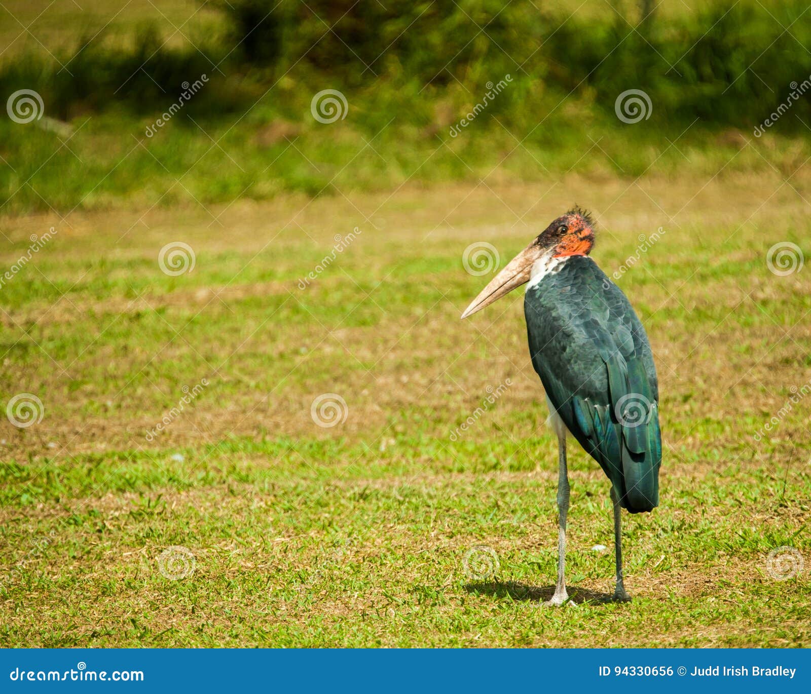Marabou Stork- Uganda stock photo. Image of marabou, nature - 94330656