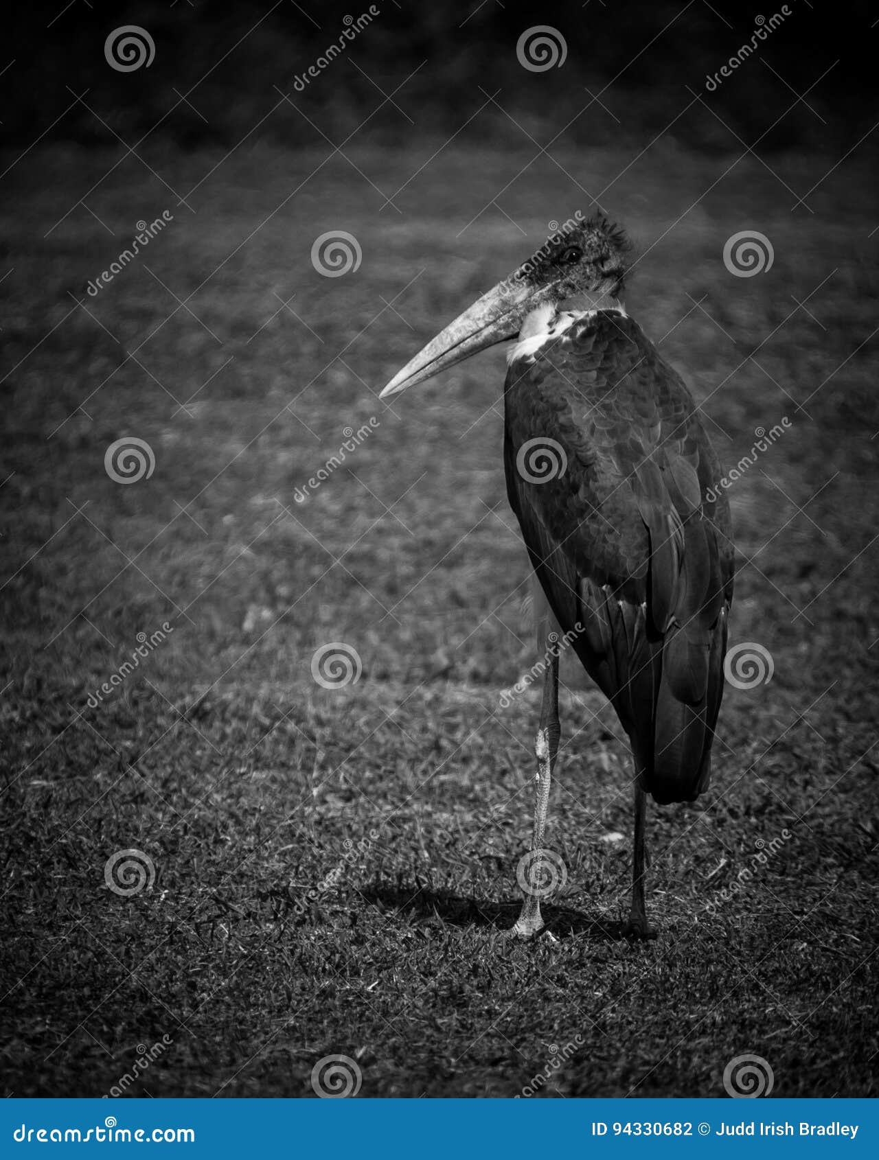 Marabou Stork- Uganda stock photo. Image of brown, birds - 94330682