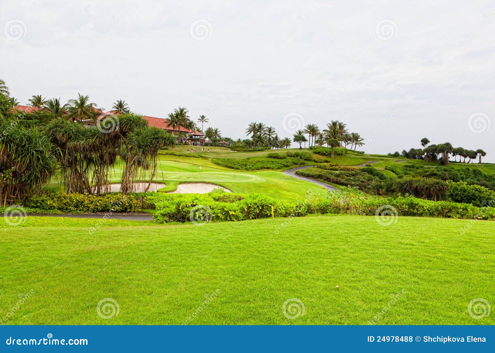 Golf Course with Palm Trees Stock Photo - Image of flag, competition ...