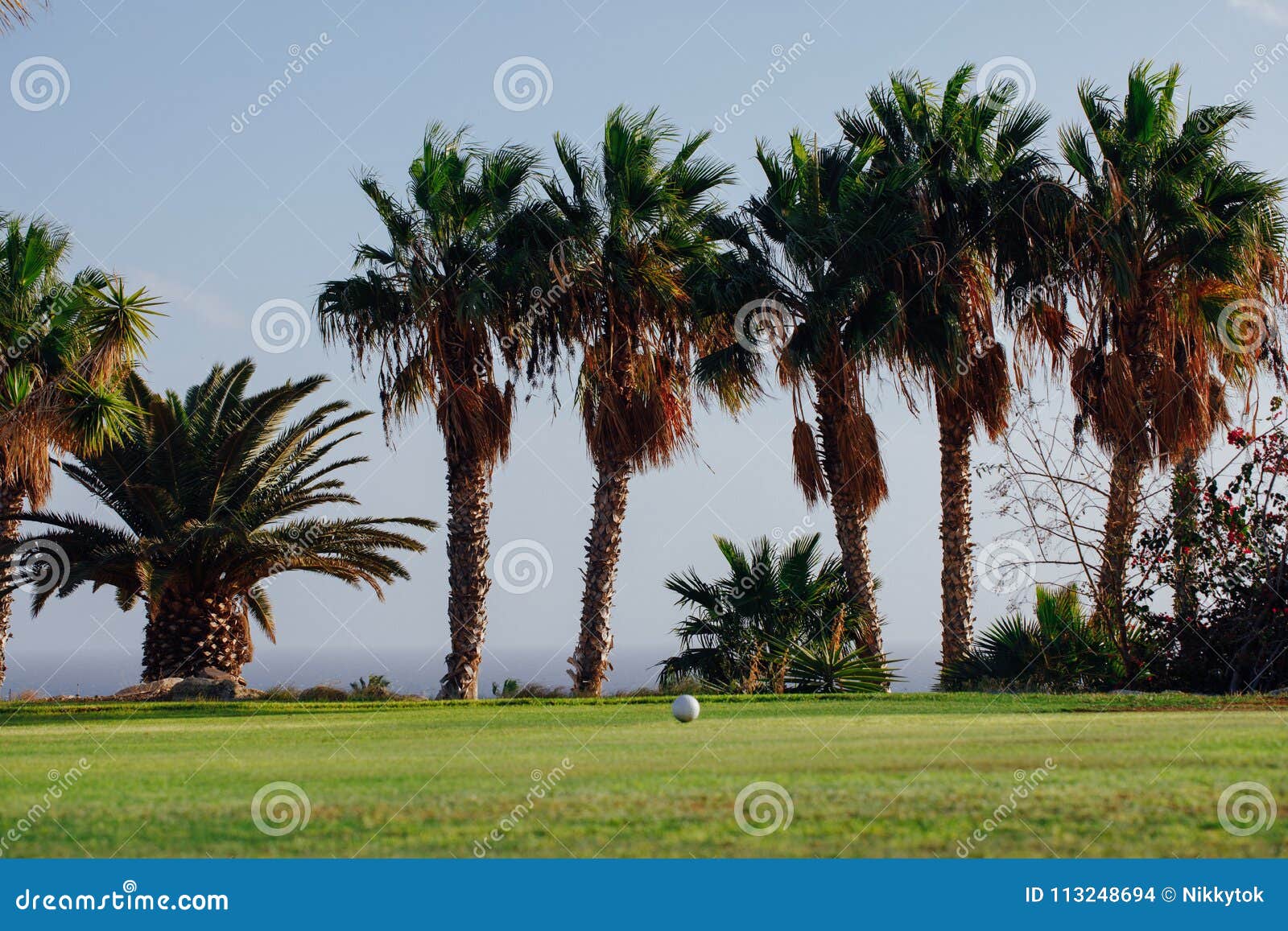 Golf Course with Palm Trees Stock Photo - Image of blue, copyspace ...