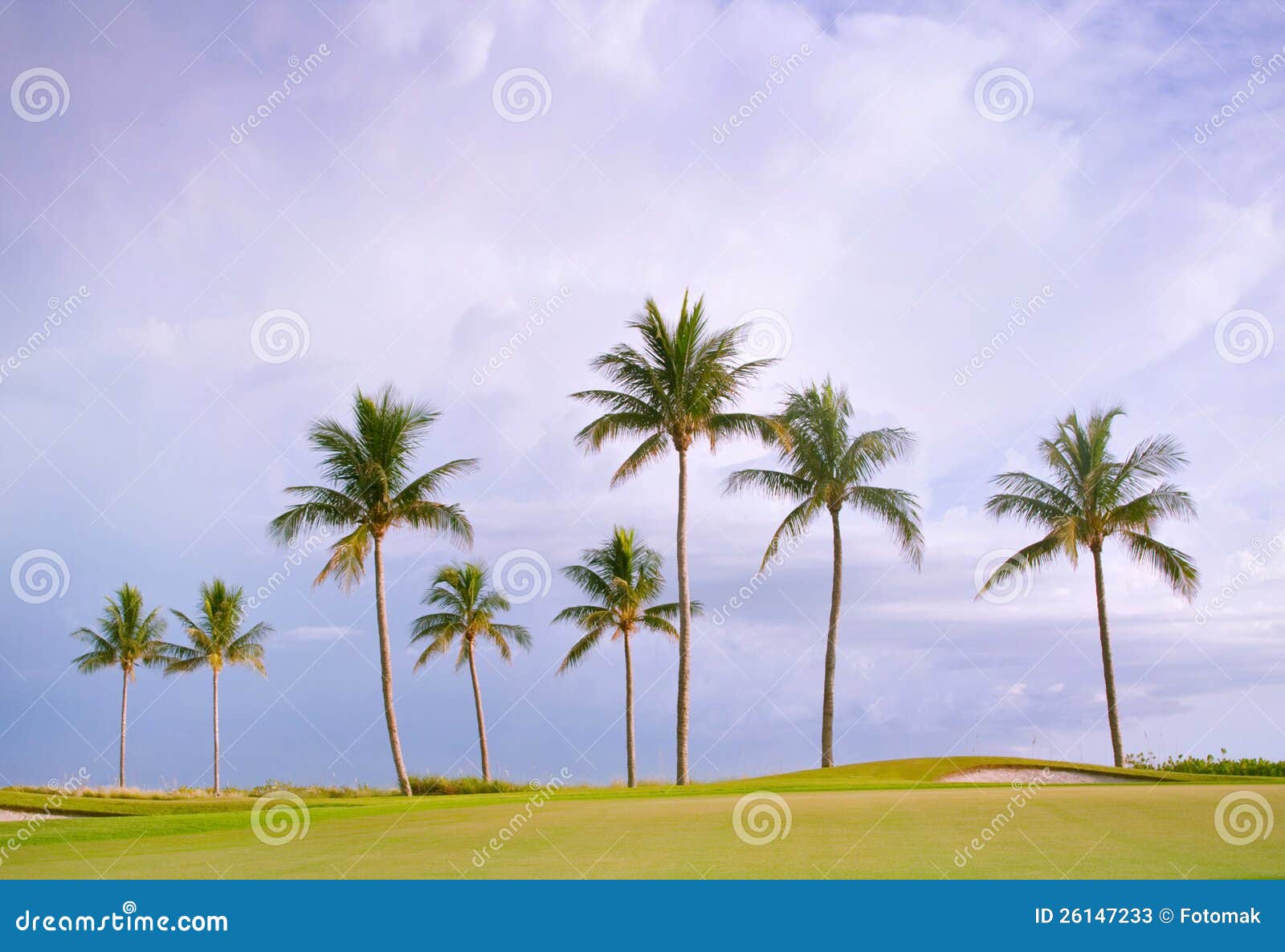 Golf Course Sunset with Tropical Palm Trees Stock Image - Image of ...