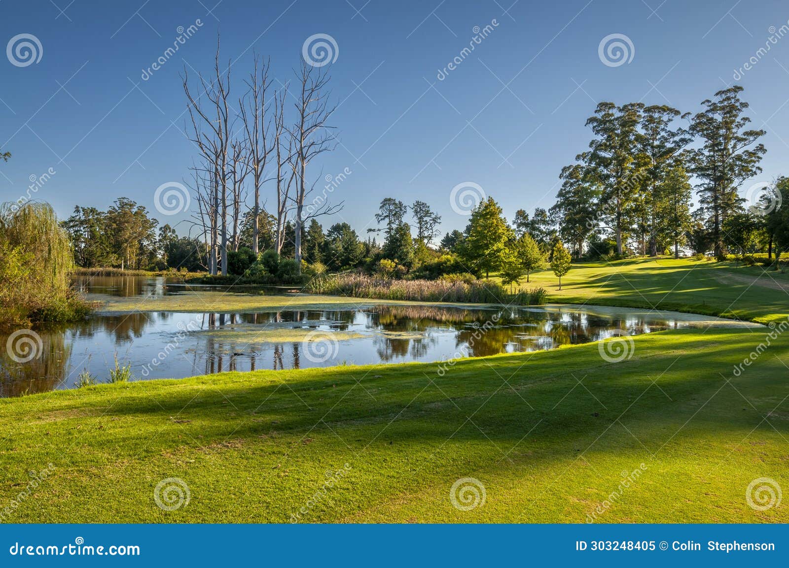 Golf Course with Treelined Fairways and Mountain Views Stock Image ...