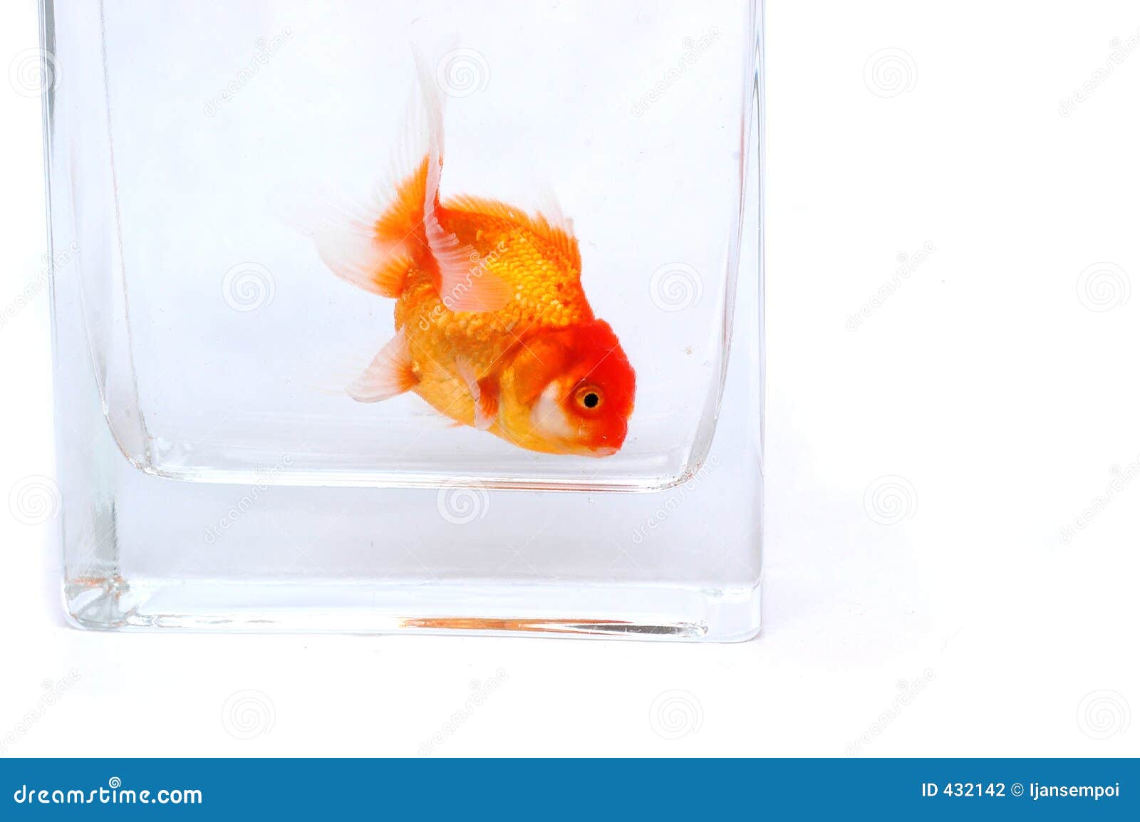 Golf fish stock photo. Image of jumping, animals, composite - 432142
