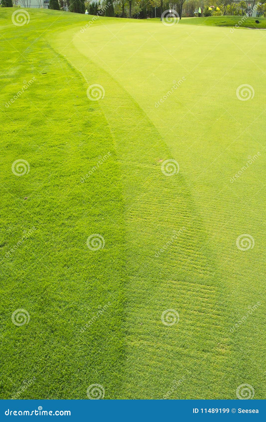 Golf grass field stock image. Image of soft, spring, golf - 11489199