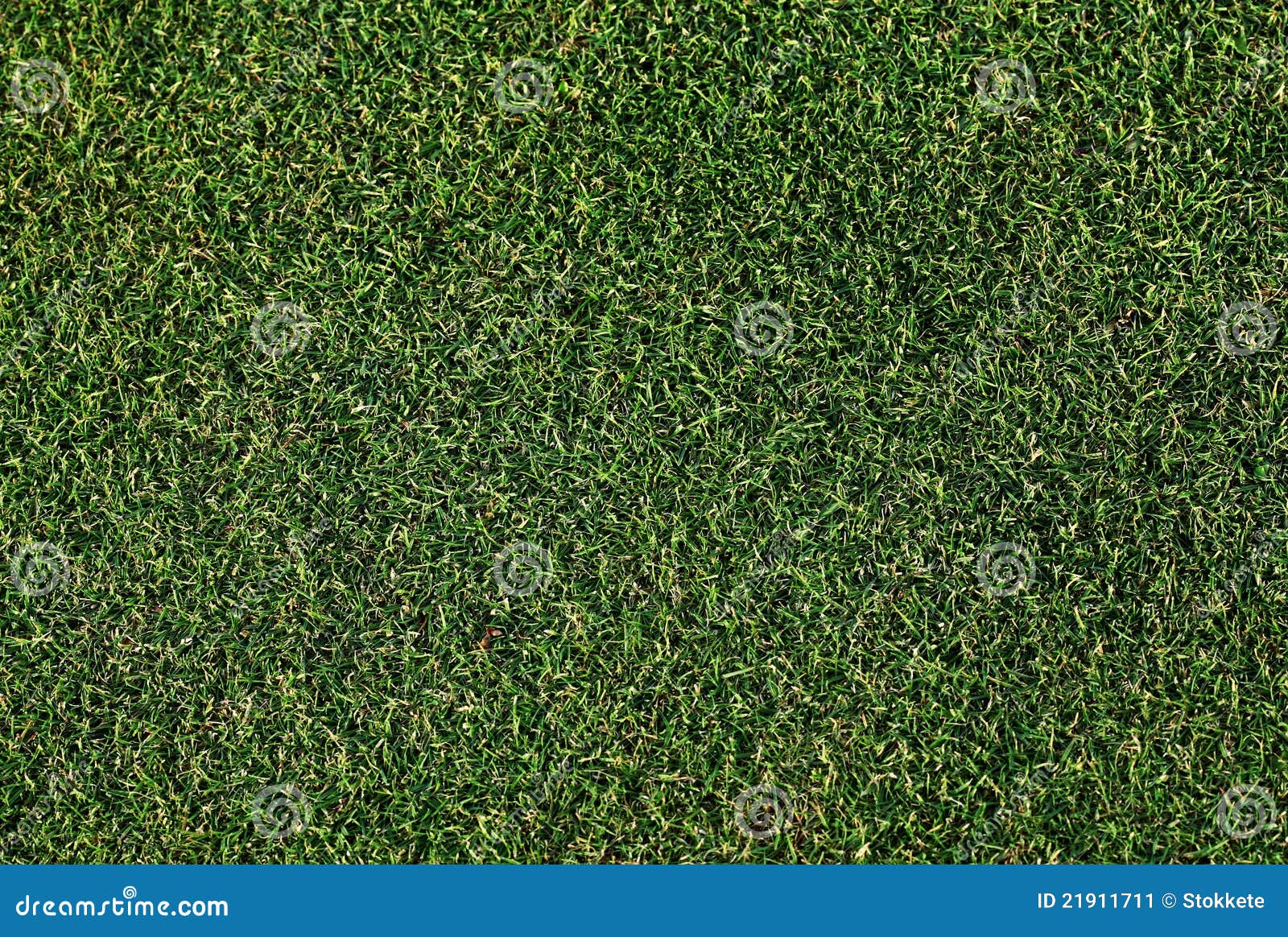 Golf green stock image. Image of competition, golf, texture - 21911711