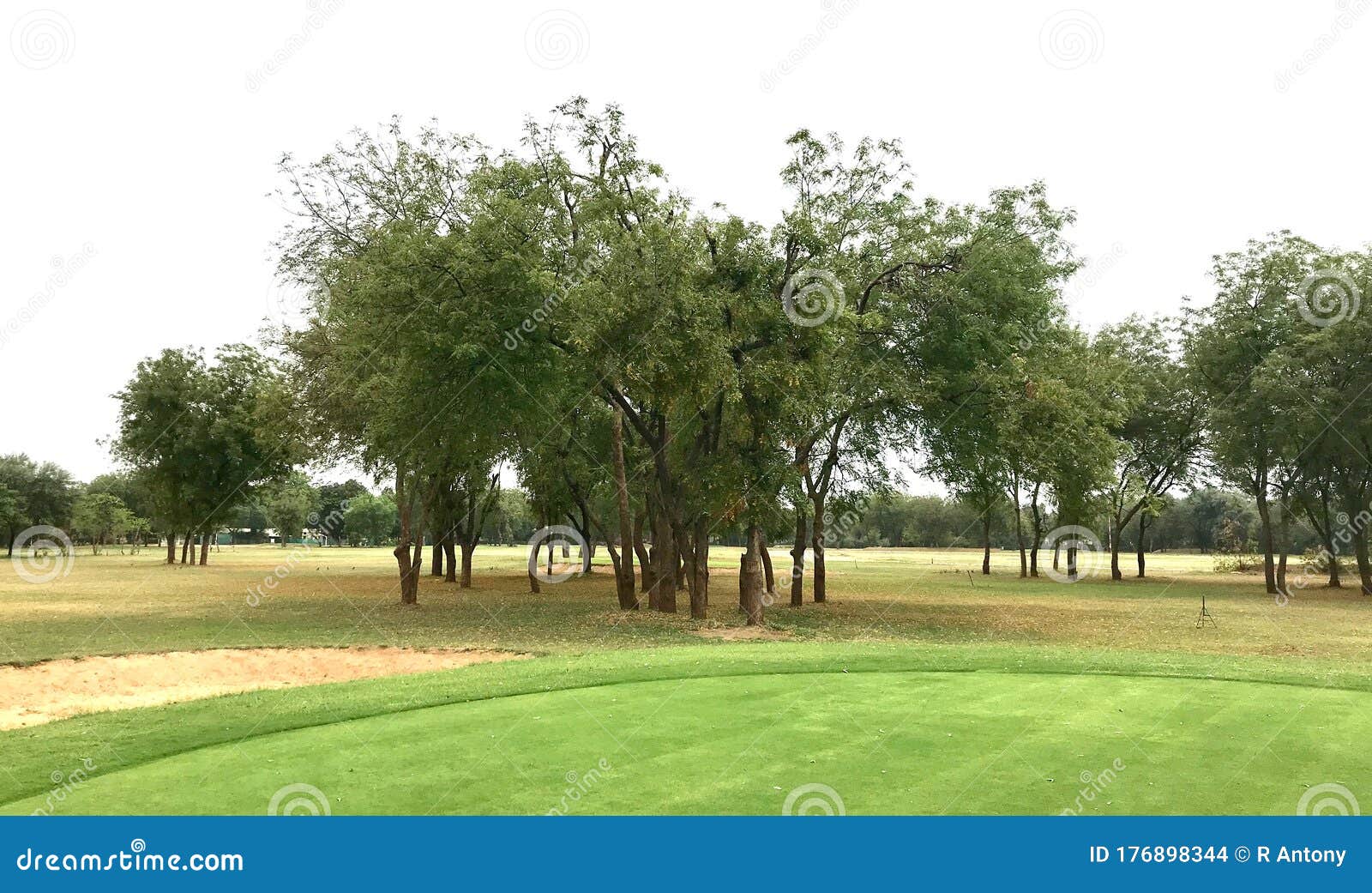 A Golf Ground and Group of Trees with White Background Stock Photo ...