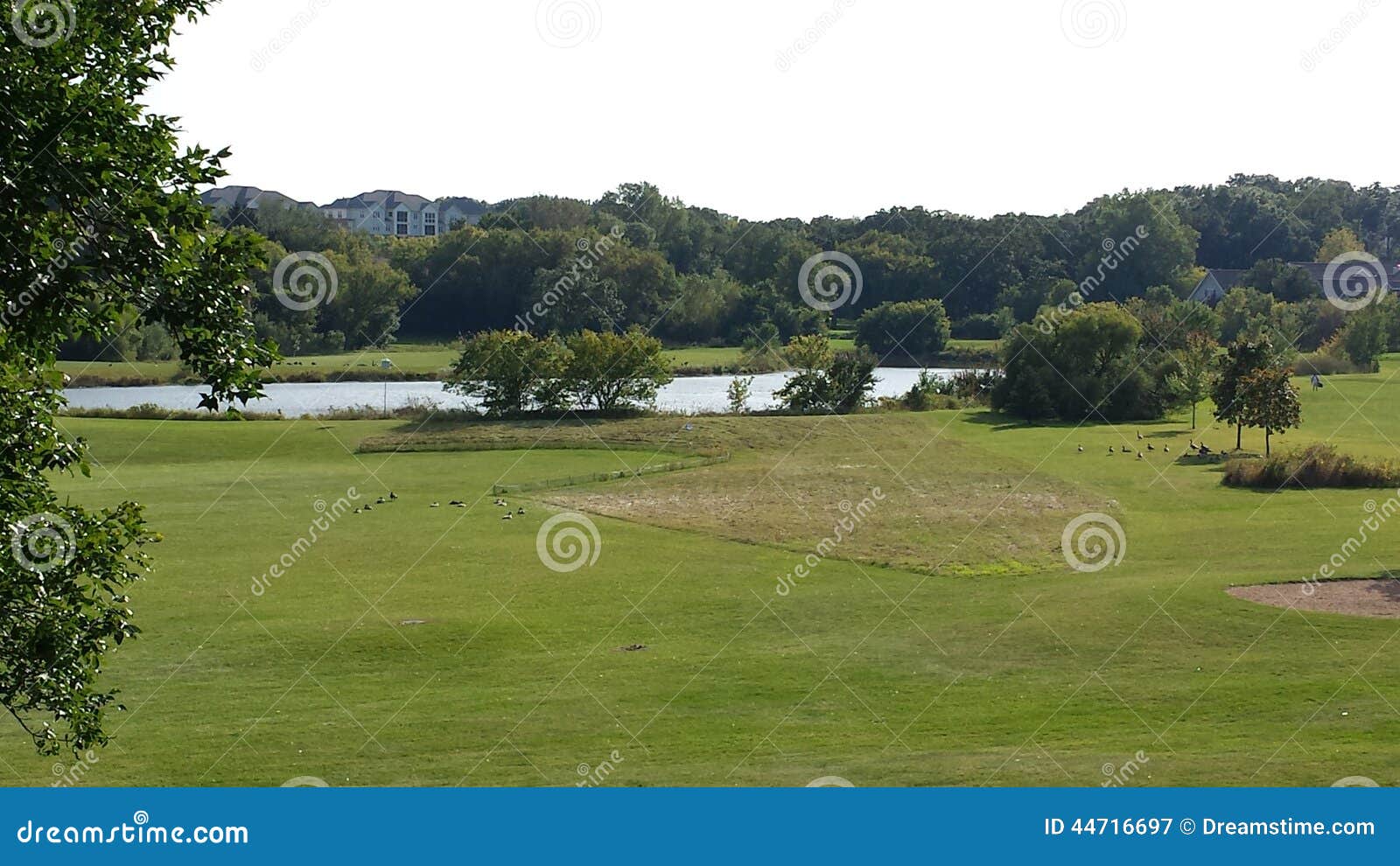 Golf Pond stock image. Image of golf, landscape, geese - 44716697
